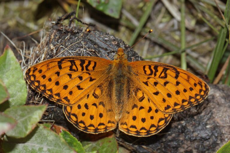 39 Orange Butterflies In North America (with Pictures)
