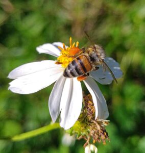 24 Common Bugs You'll See In the Summer (with Pictures)