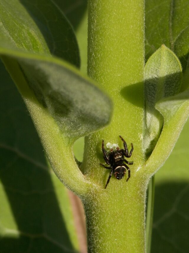 24 Common Bugs You'll See In the Summer (with Pictures)