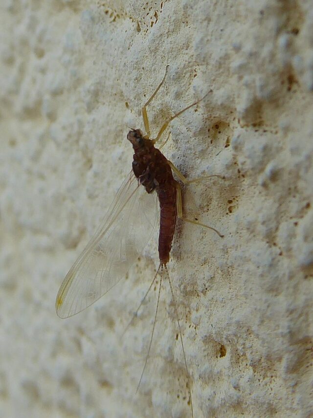 24 Common Bugs You'll See In the Summer (with Pictures)
