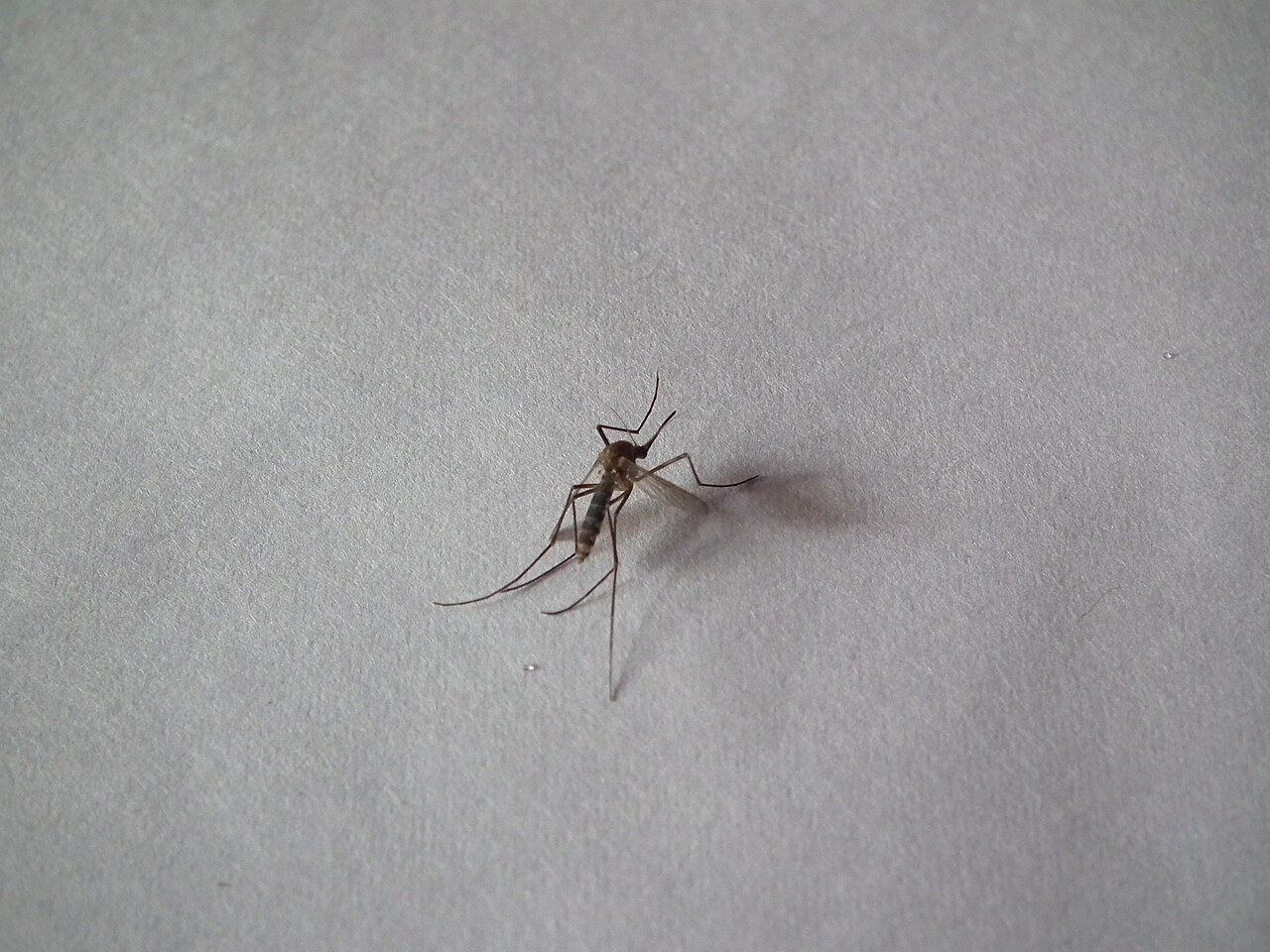 13 Bugs That Bite at Night (with Pictures)