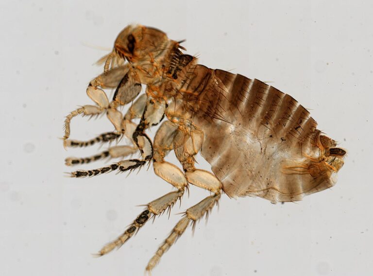 13 Bugs That Bite at Night (with Pictures)