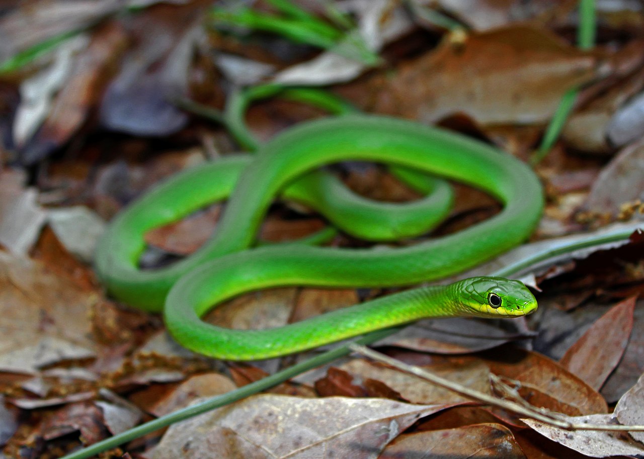 25 Snakes in Maryland (2 Species Are Venomous)