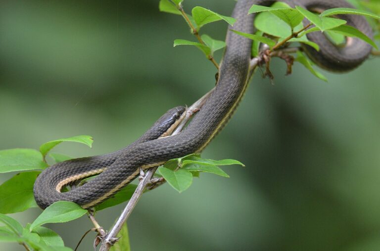 25 Snakes in Maryland (2 Species Are Venomous)