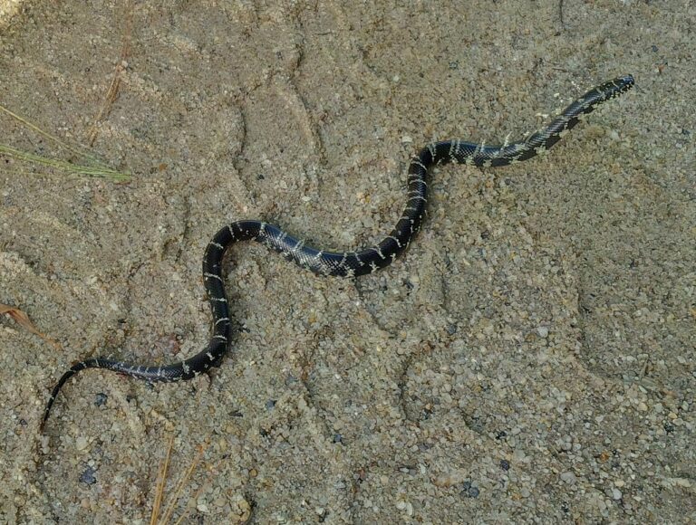 25 Snakes in Maryland (2 Species Are Venomous)