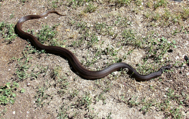 25 Snakes in Maryland (2 Species Are Venomous)