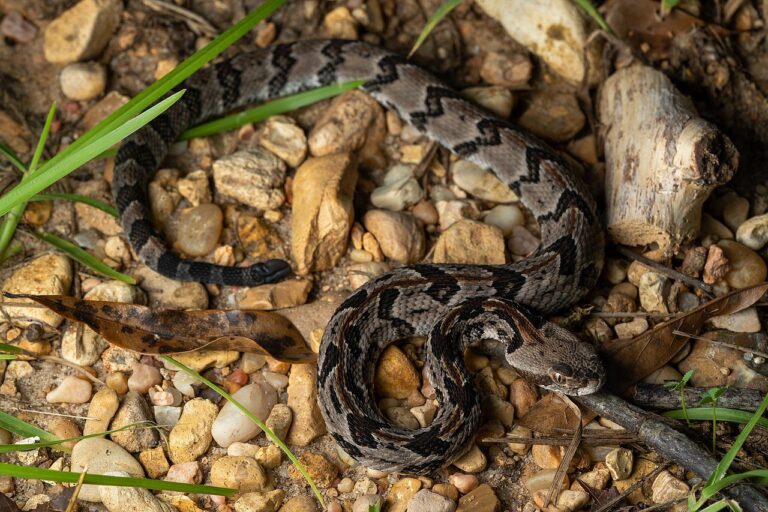 32 Snakes in Kentucky (4 Species Are Venomous)