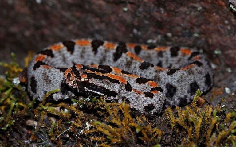32 Snakes in Kentucky (4 Species Are Venomous)