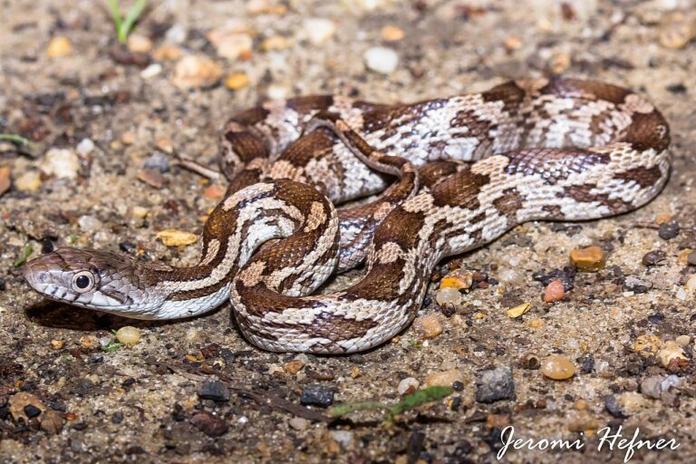 32 Snakes in Kentucky (4 Species Are Venomous)