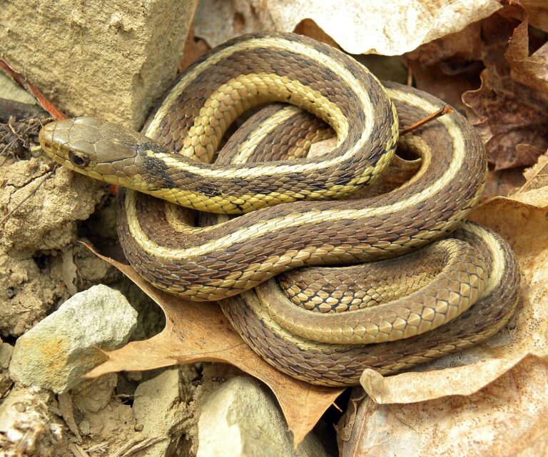 32 Snakes in Kentucky (4 Species Are Venomous)