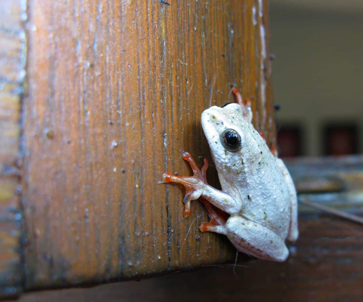 12 Stunning White Frogs in The World (with Pictures)