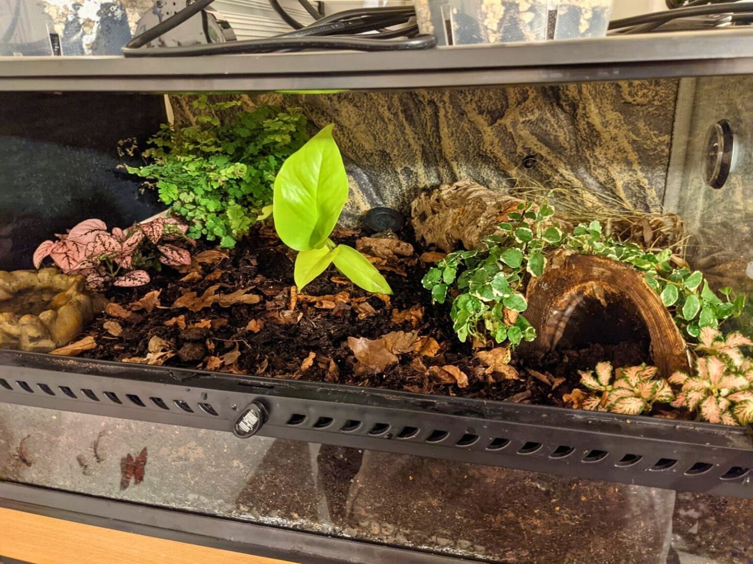 40 Creative Pacman Frog Tank Ideas