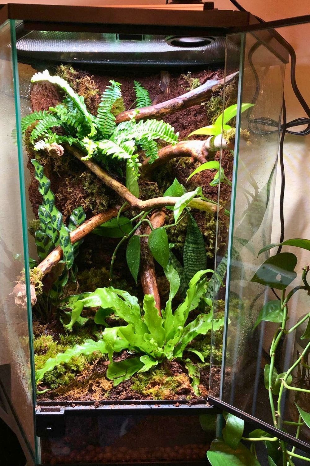 28 Crested Gecko Enclosure Ideas