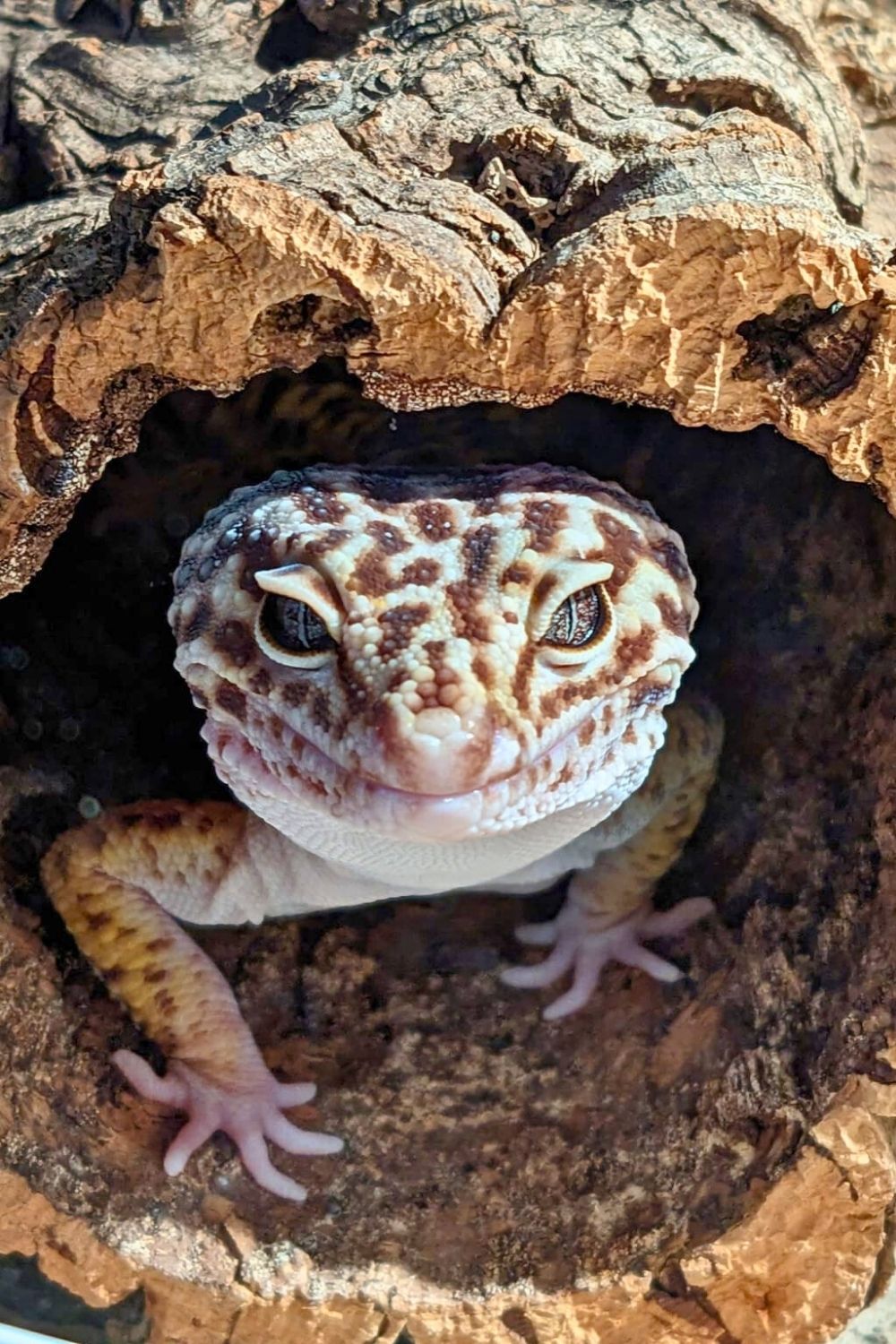 17 Best Hide Ideas For Leopard Geckos