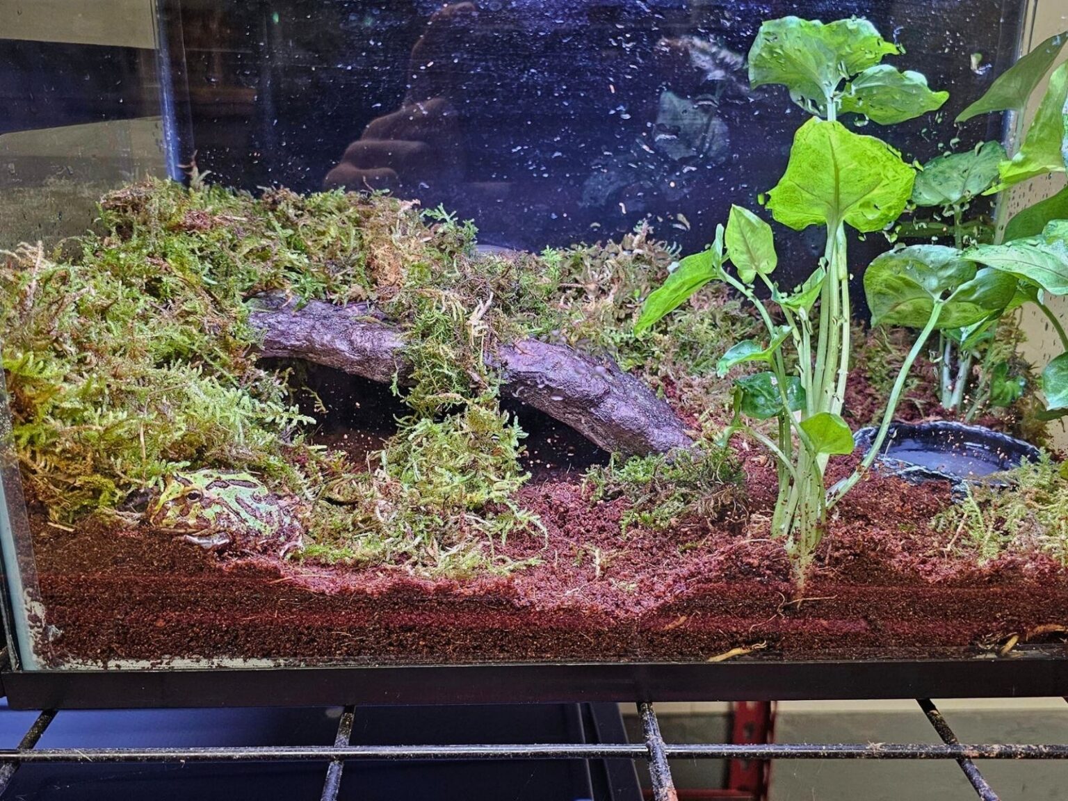 40 Creative Pacman Frog Tank Ideas