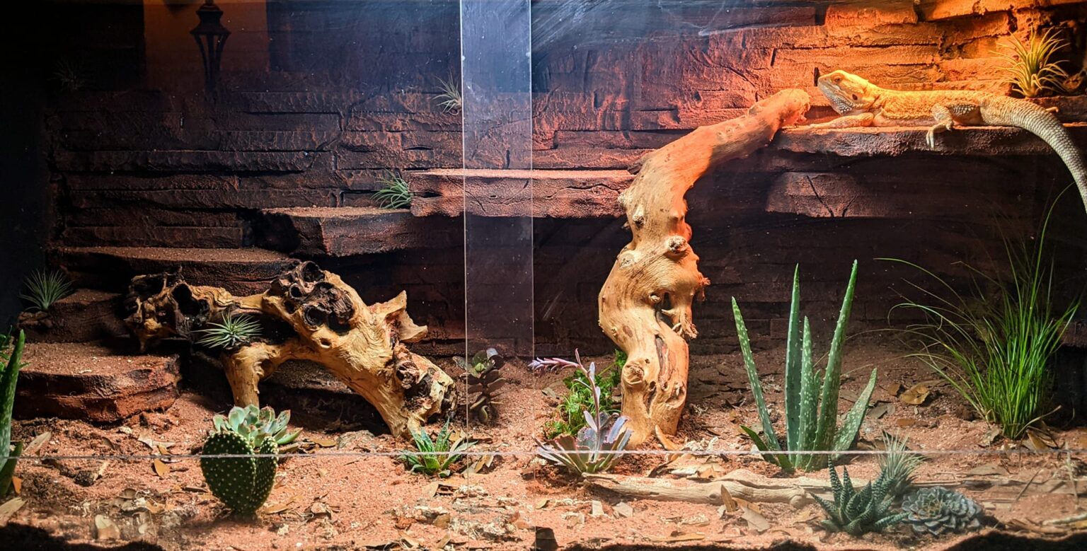 50 Best Bearded Dragon Enclosure Ideas - ThePetEnthusiast