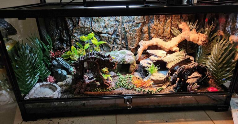 36 Leopard Gecko Enclosure Ideas