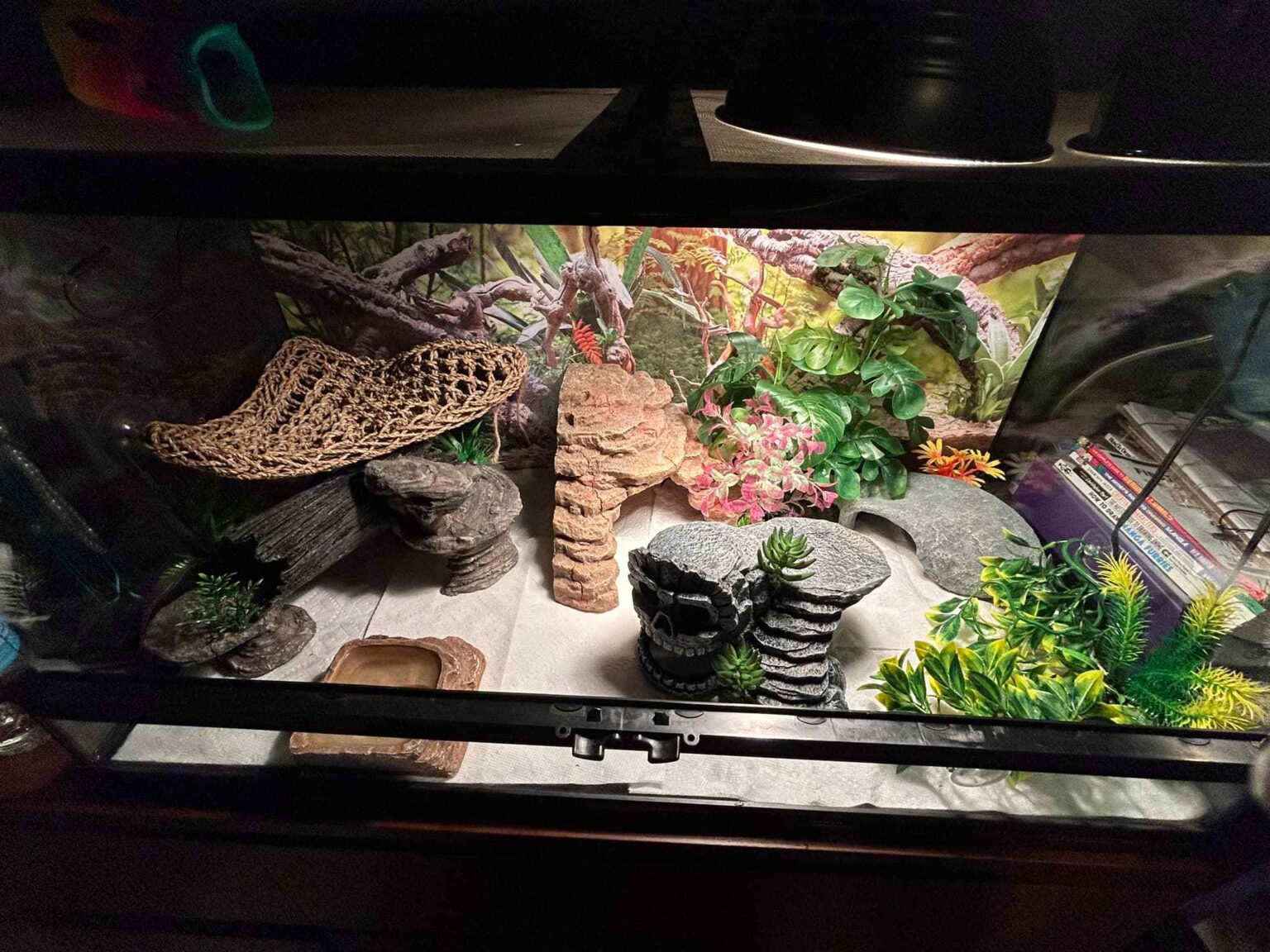 36 Leopard Gecko Enclosure Ideas