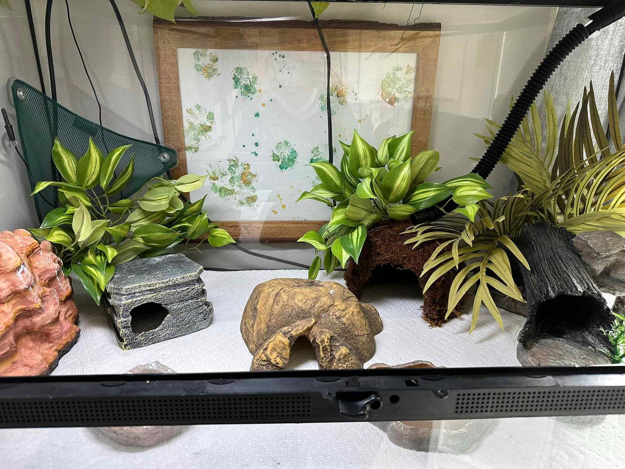 36 Leopard Gecko Enclosure Ideas