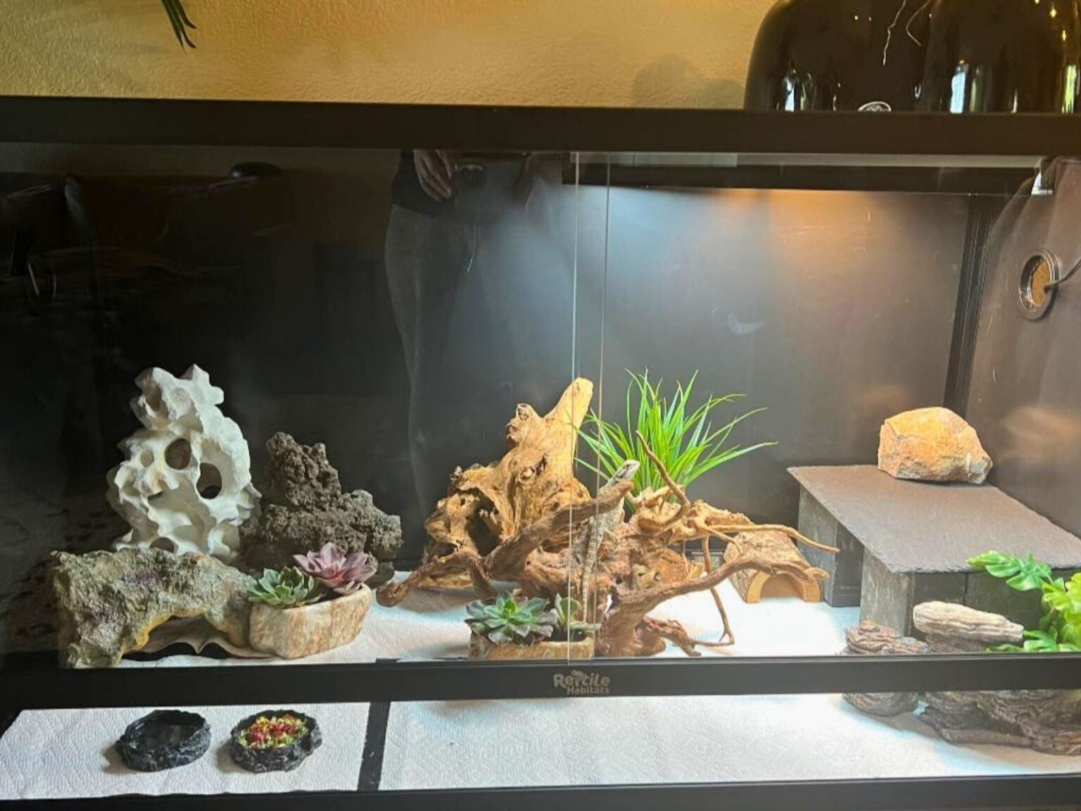 50 Best Bearded Dragon Enclosure Ideas - ThePetEnthusiast