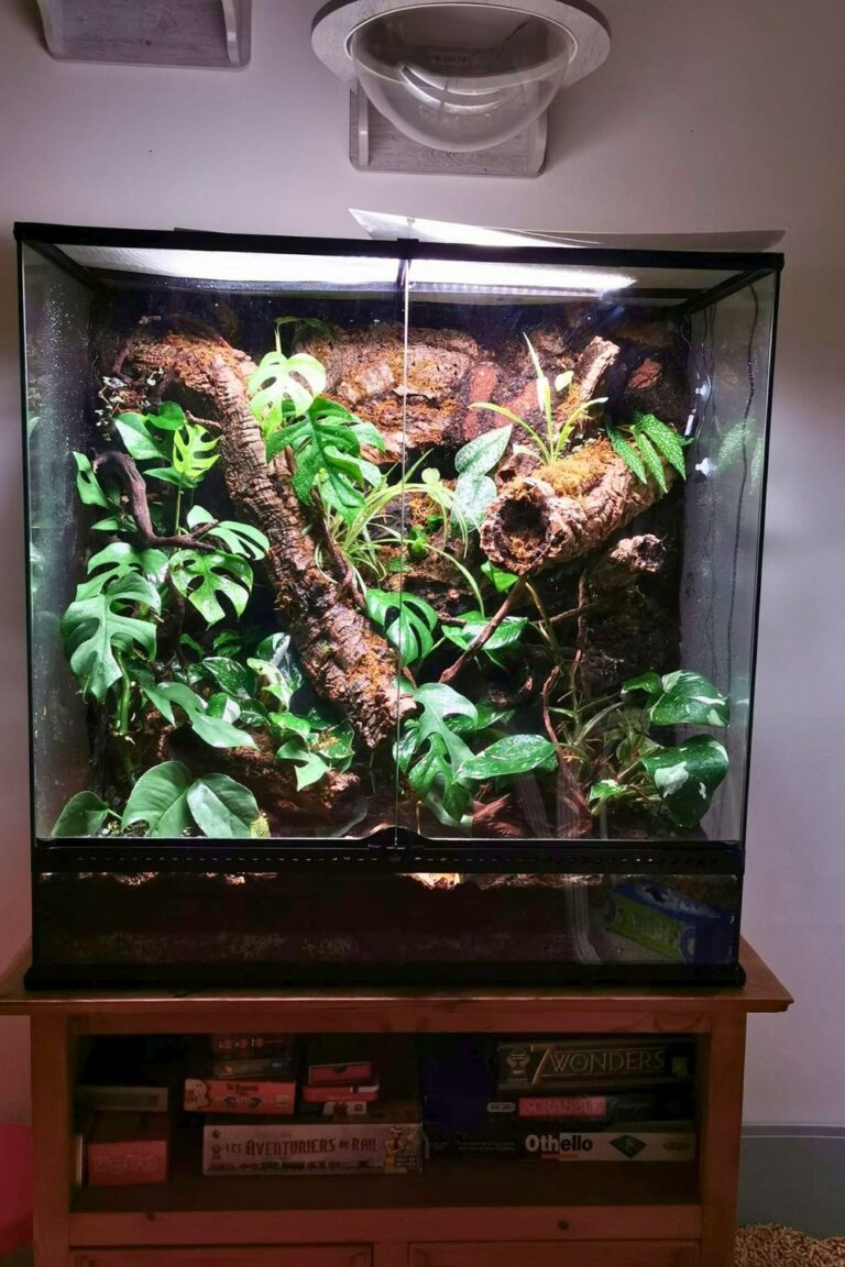 28 Crested Gecko Enclosure Ideas