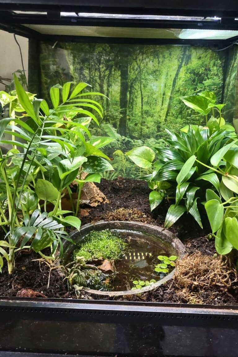 40 Creative Pacman Frog Tank Ideas