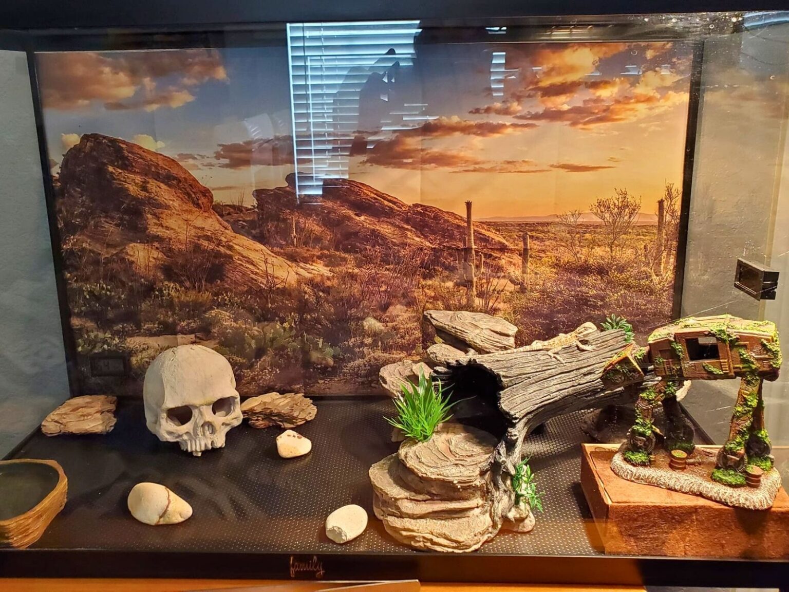 50 Best Bearded Dragon Enclosure Ideas - ThePetEnthusiast