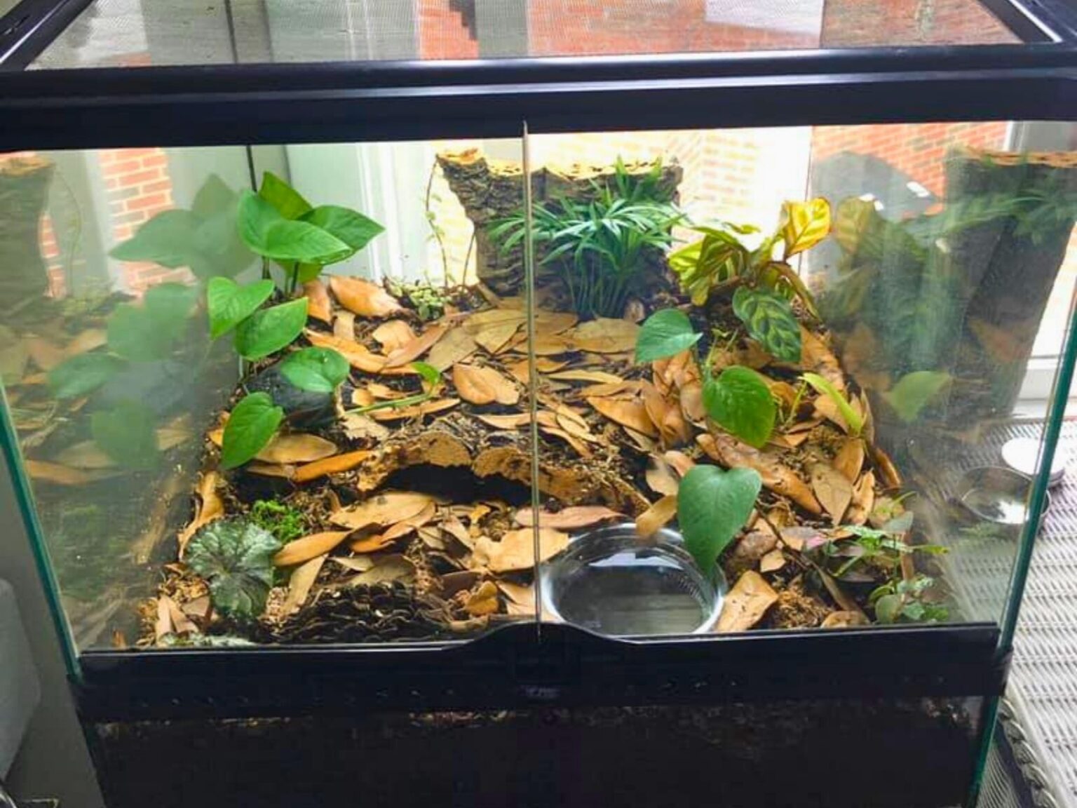 40 Creative Pacman Frog Tank Ideas