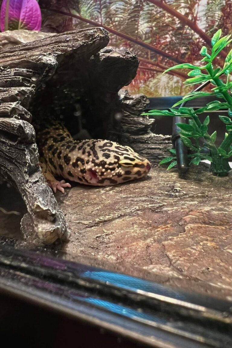 17 Best Hide Ideas For Leopard Geckos