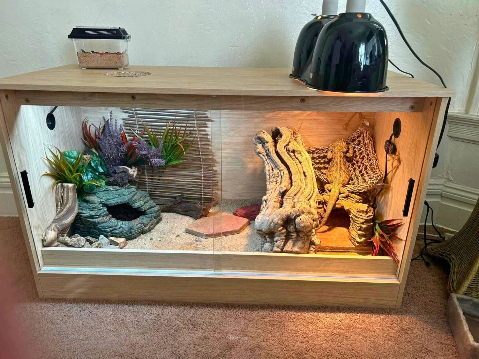 50 Best Bearded Dragon Enclosure Ideas - ThePetEnthusiast