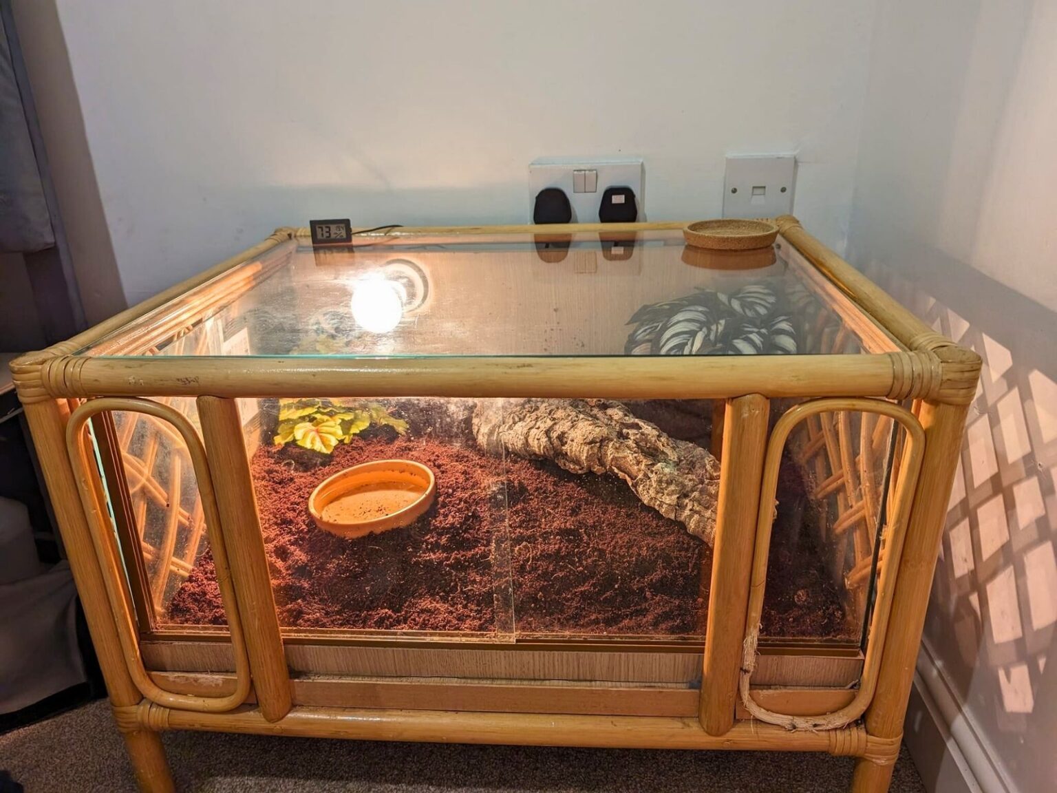 40 Creative Pacman Frog Tank Ideas