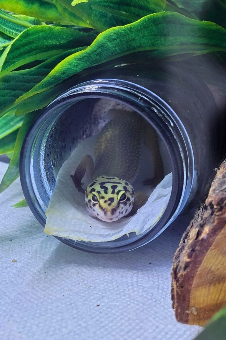 17 Best Hide Ideas For Leopard Geckos