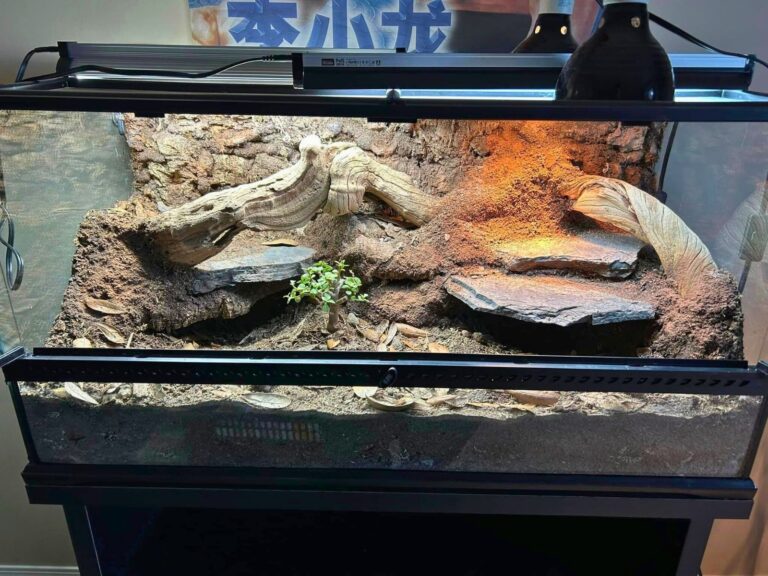 50 Best Bearded Dragon Enclosure Ideas - ThePetEnthusiast