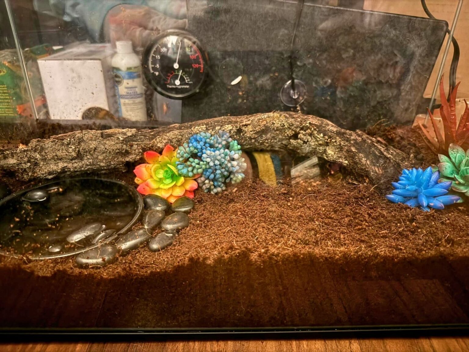 40 Creative Pacman Frog Tank Ideas