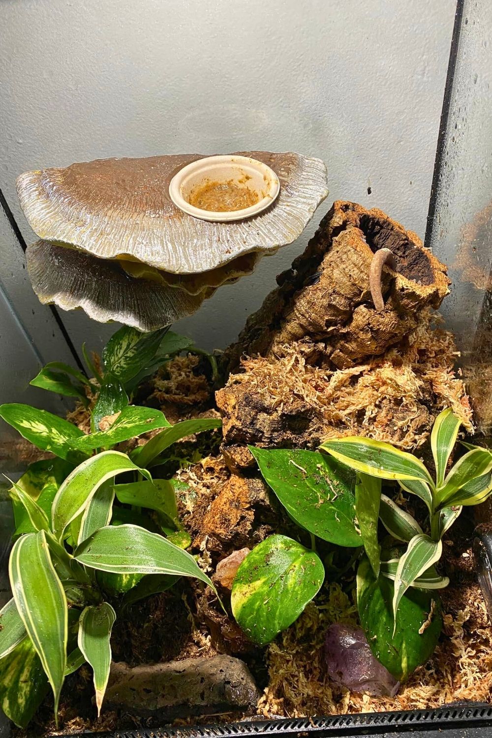 28 Crested Gecko Enclosure Ideas