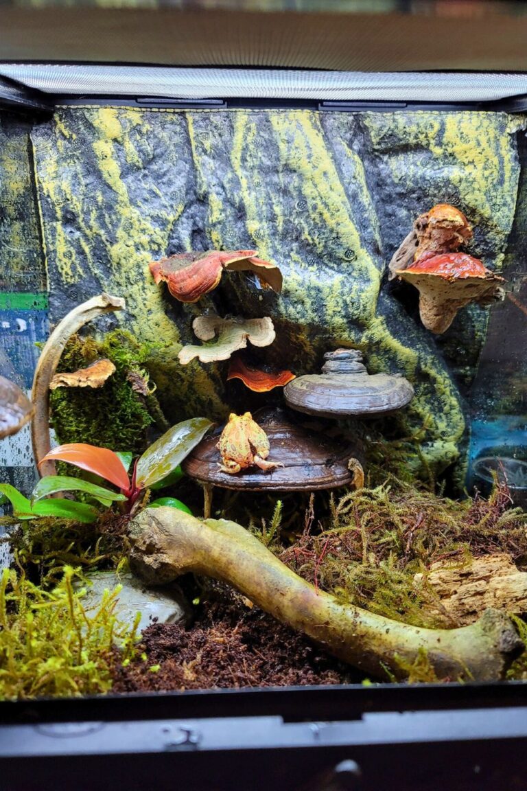 40 Creative Pacman Frog Tank Ideas