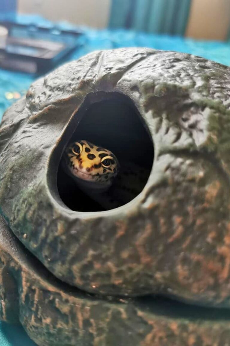 17 Best Hide Ideas For Leopard Geckos