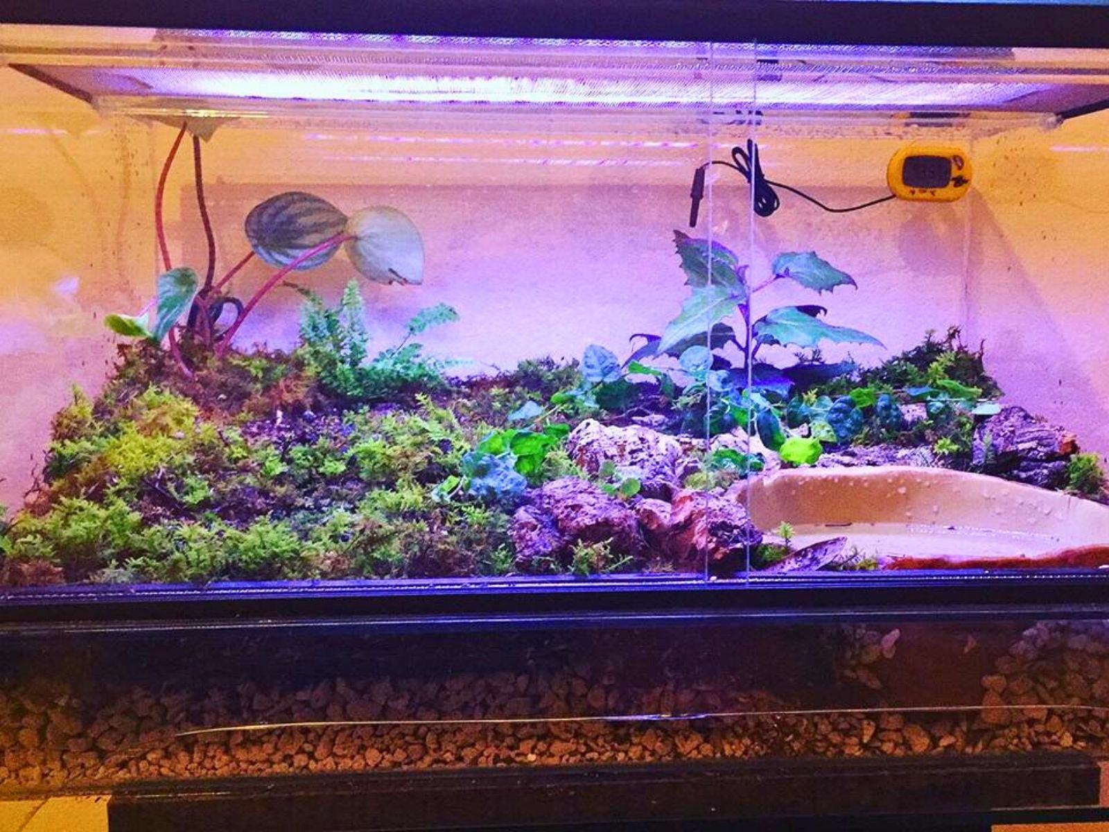 40 Creative Pacman Frog Tank Ideas