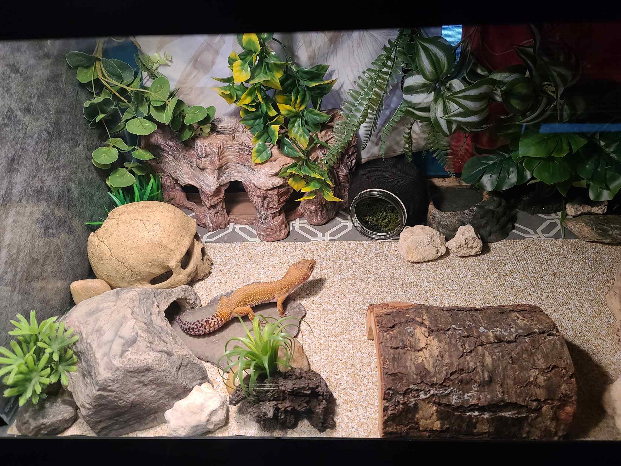 36 Leopard Gecko Enclosure Ideas