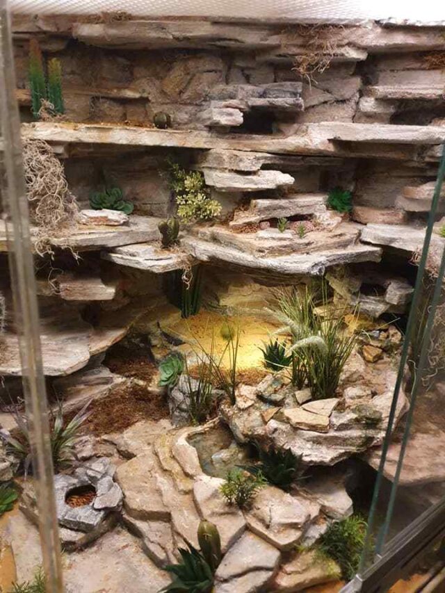 36 Leopard Gecko Enclosure Ideas