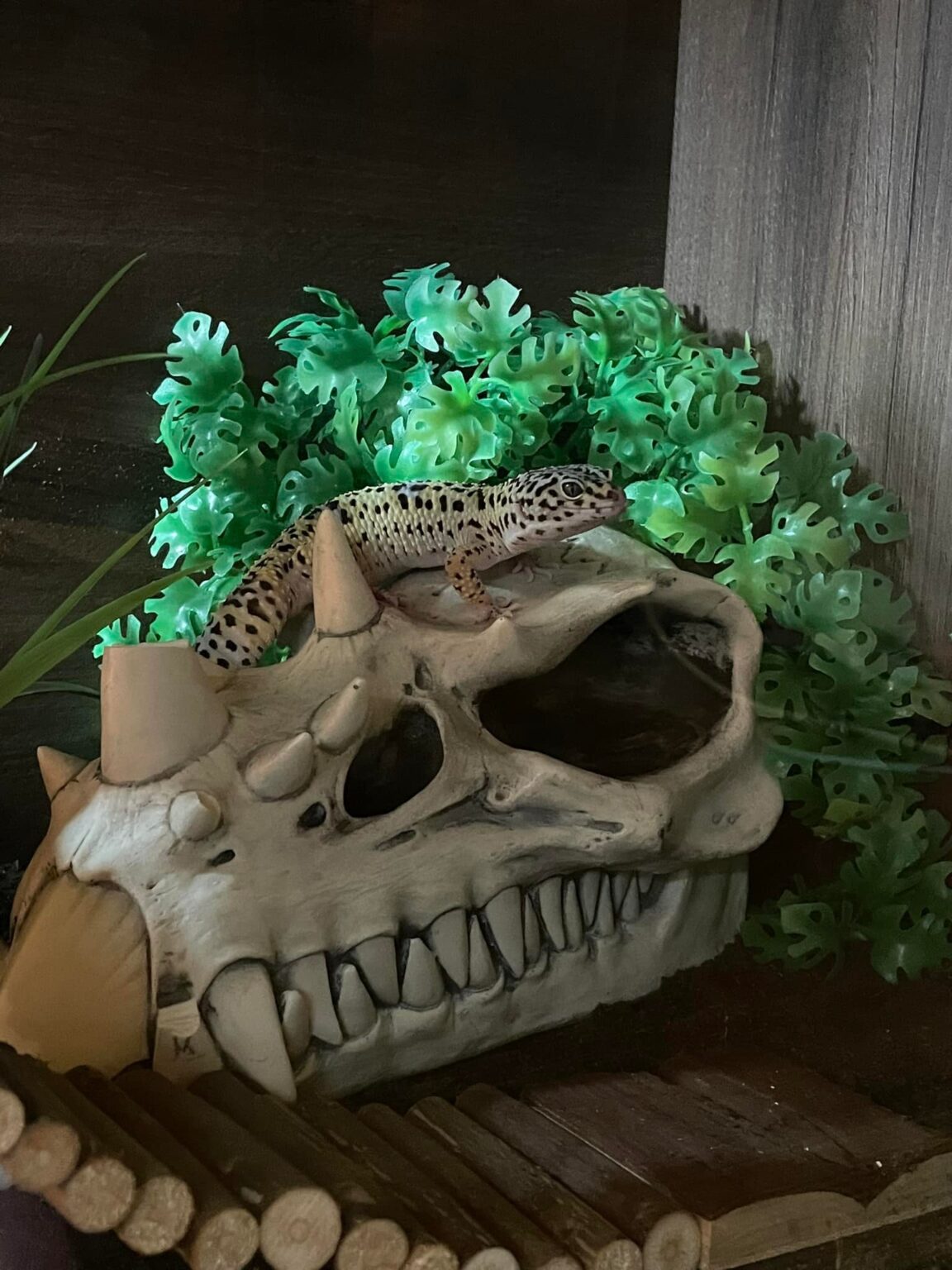 36 Leopard Gecko Enclosure Ideas