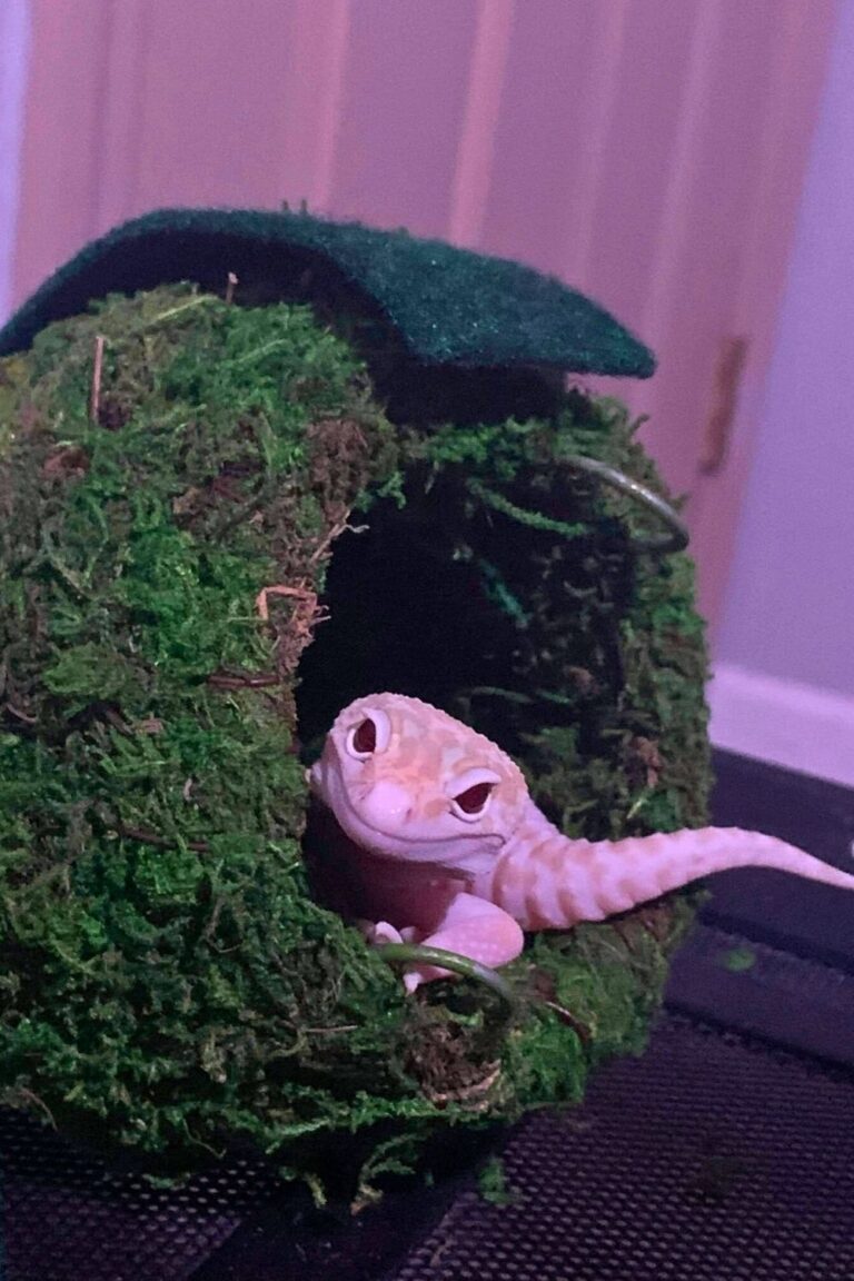 17 Best Hide Ideas For Leopard Geckos