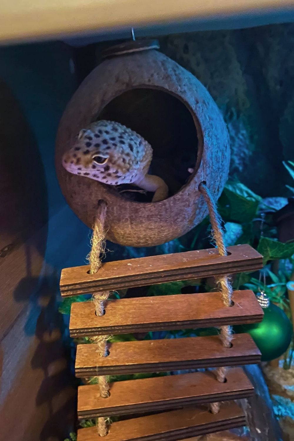 17 Best Hide Ideas For Leopard Geckos