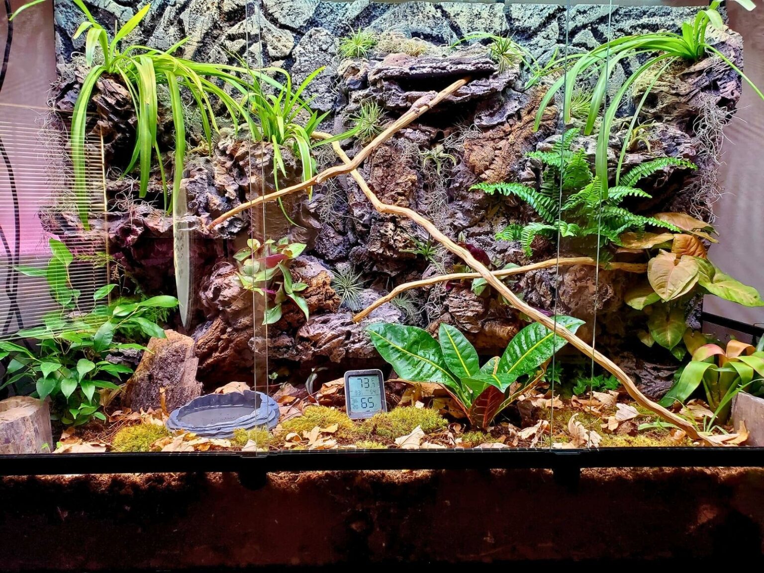 40 Creative Pacman Frog Tank Ideas