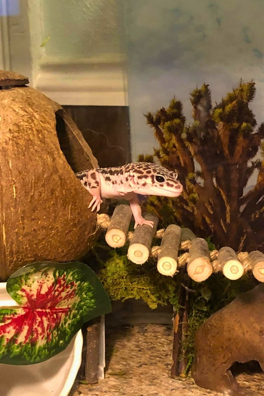 17 Best Hide Ideas For Leopard Geckos
