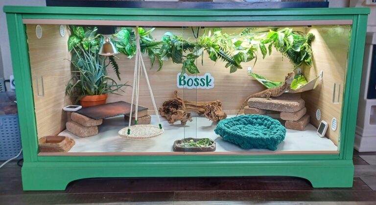 50 Best Bearded Dragon Enclosure Ideas - ThePetEnthusiast