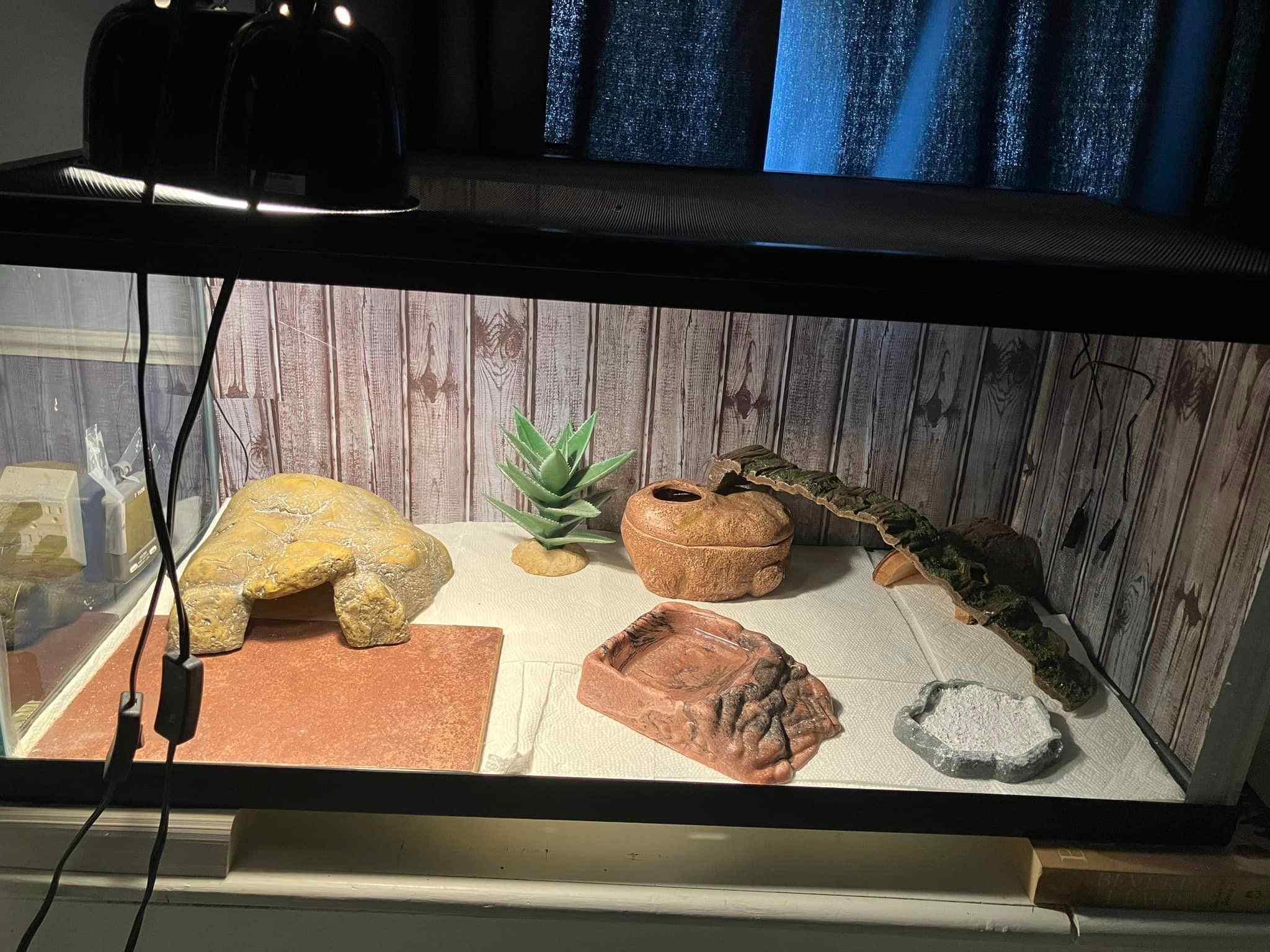 36 Leopard Gecko Enclosure Ideas