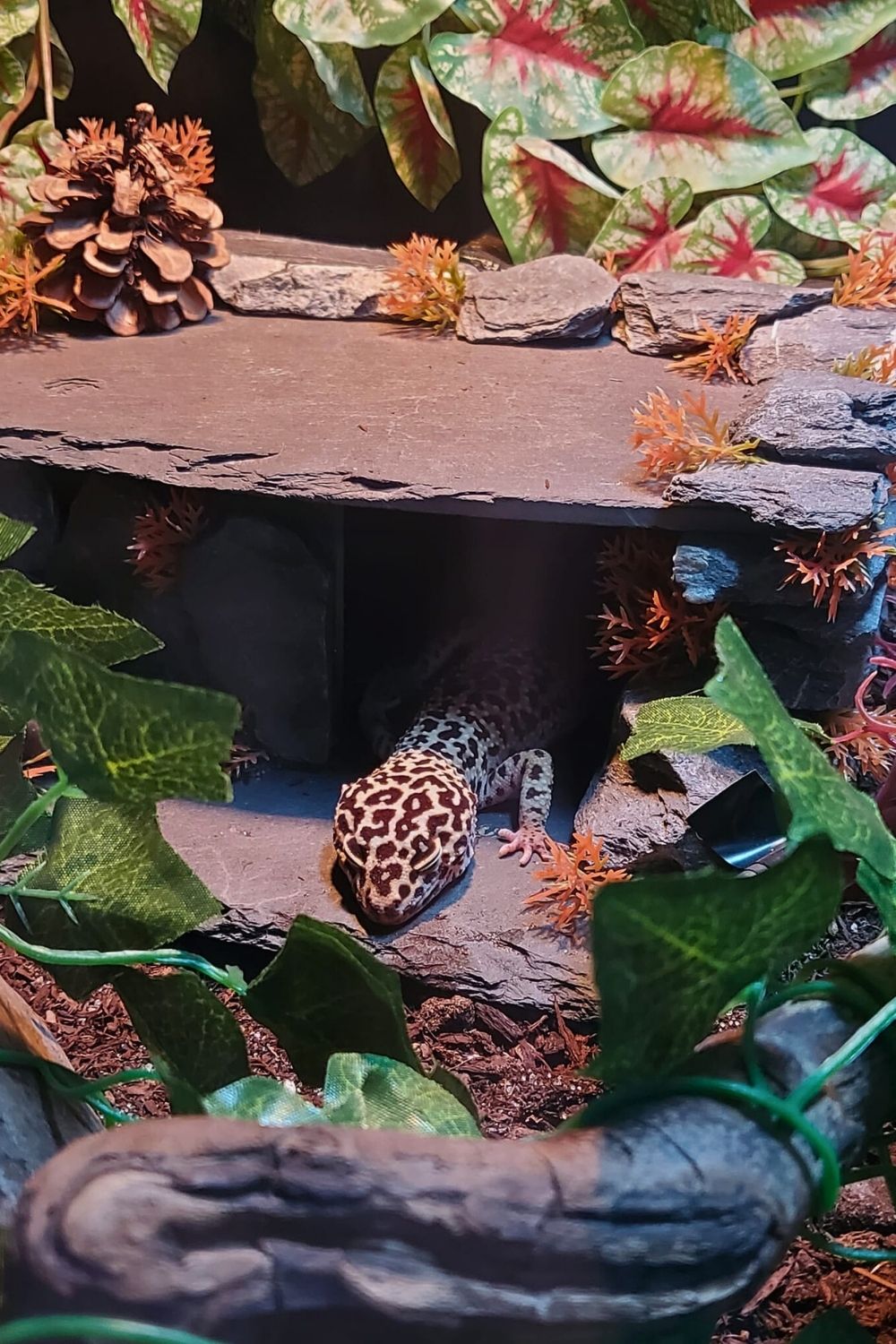 17 Best Hide Ideas For Leopard Geckos