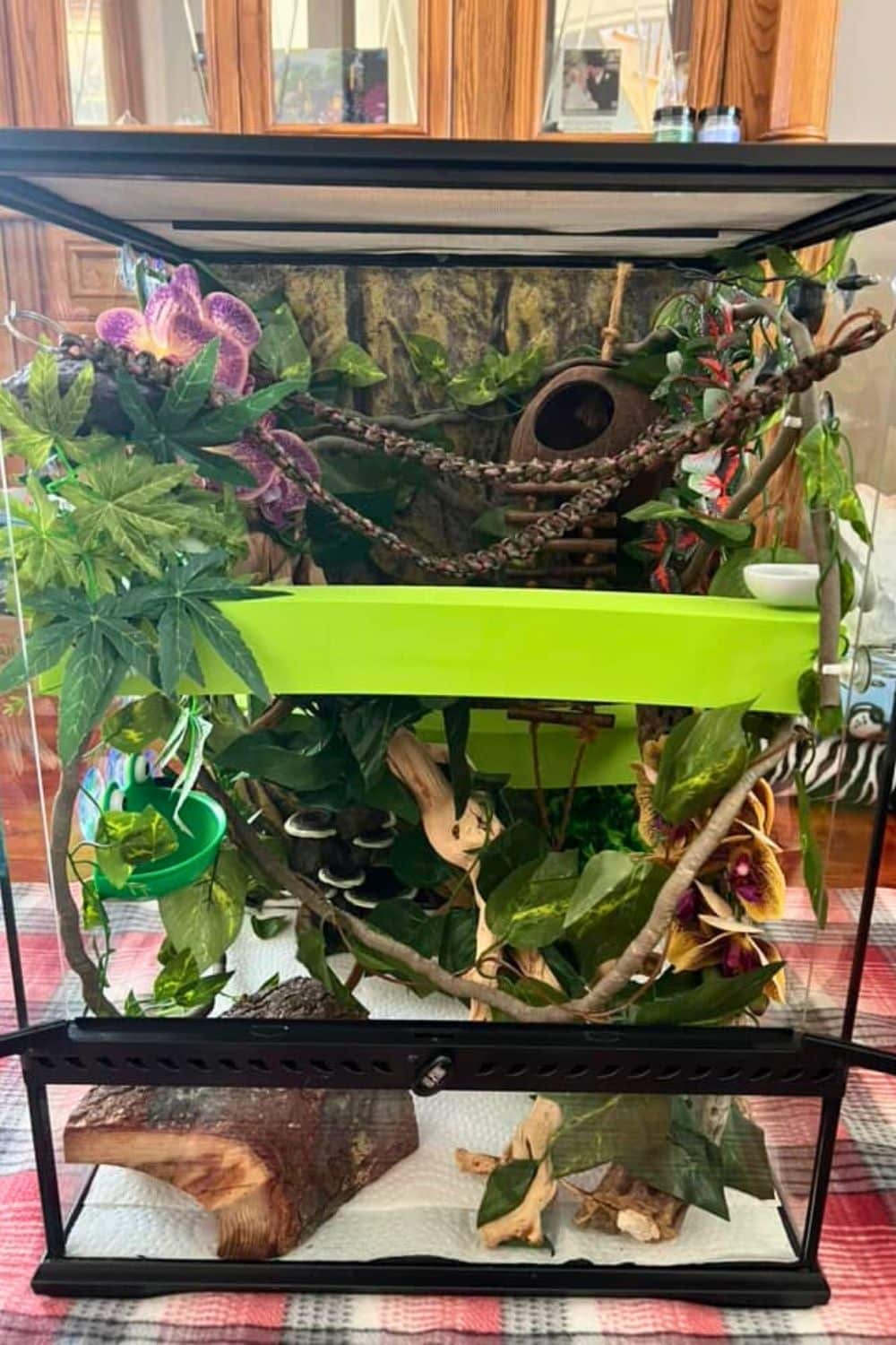 28 Crested Gecko Enclosure Ideas