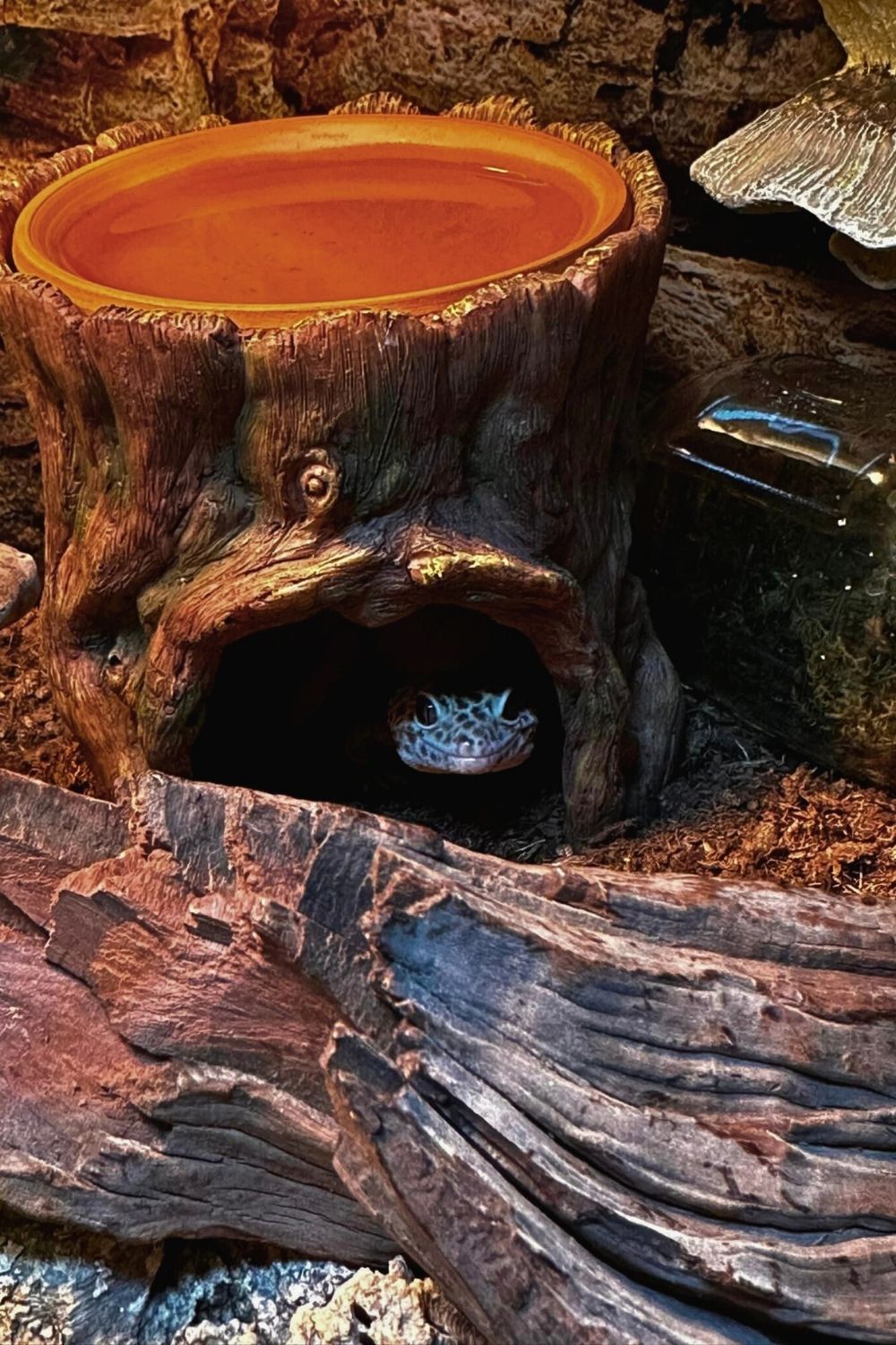 17 Best Hide Ideas For Leopard Geckos